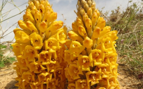 Cistanche Benefits And Side Effects | Is It Safe To Use?